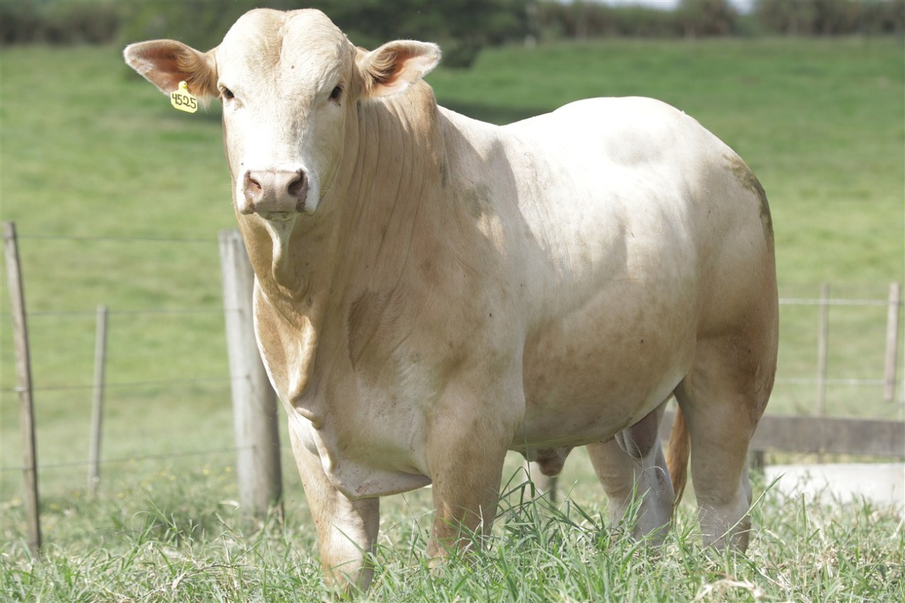 CANCHIM | Canchim CantaGalo